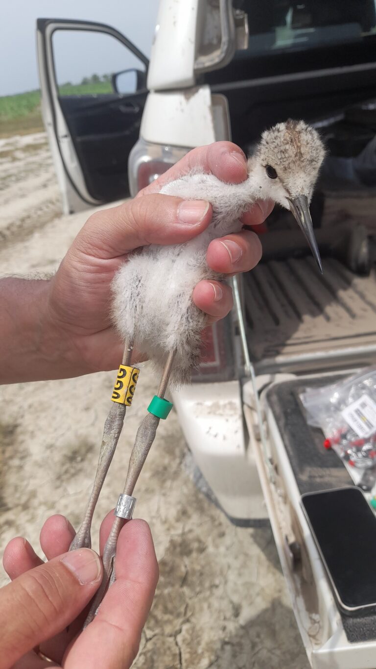 The first bird ringing in 2024 - LIFE for BUGS & BIRDS